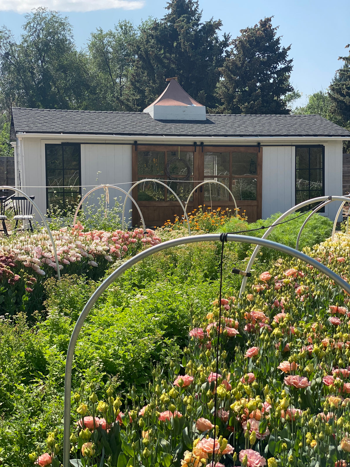 Colorado farmer florist selling sustainably grown flowers